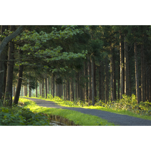 Millwood Pines Green Forest Path by - Wrapped Canvas Print | Wayfair Millwood Pines Green Forest Path by - Wrapped Canvas Print | Wayfair